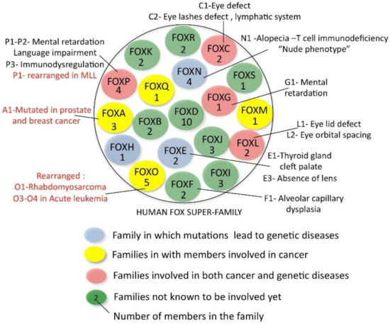 The FOXO’s Advantages of Being a Family: Considerations on Function and ...