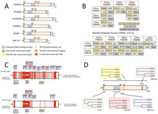 The FOXO’s Advantages of Being a Family: Considerations on Function and ...
