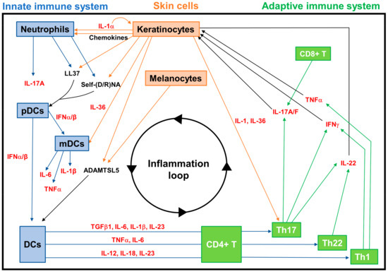 The Brain–Skin Connection and the Pathogenesis of Psoriasis: A Review ...