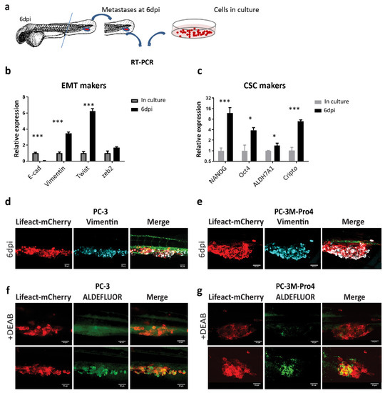 Zebrafish Microenvironment Elevates EMT and CSC-Like Phenotype of ...