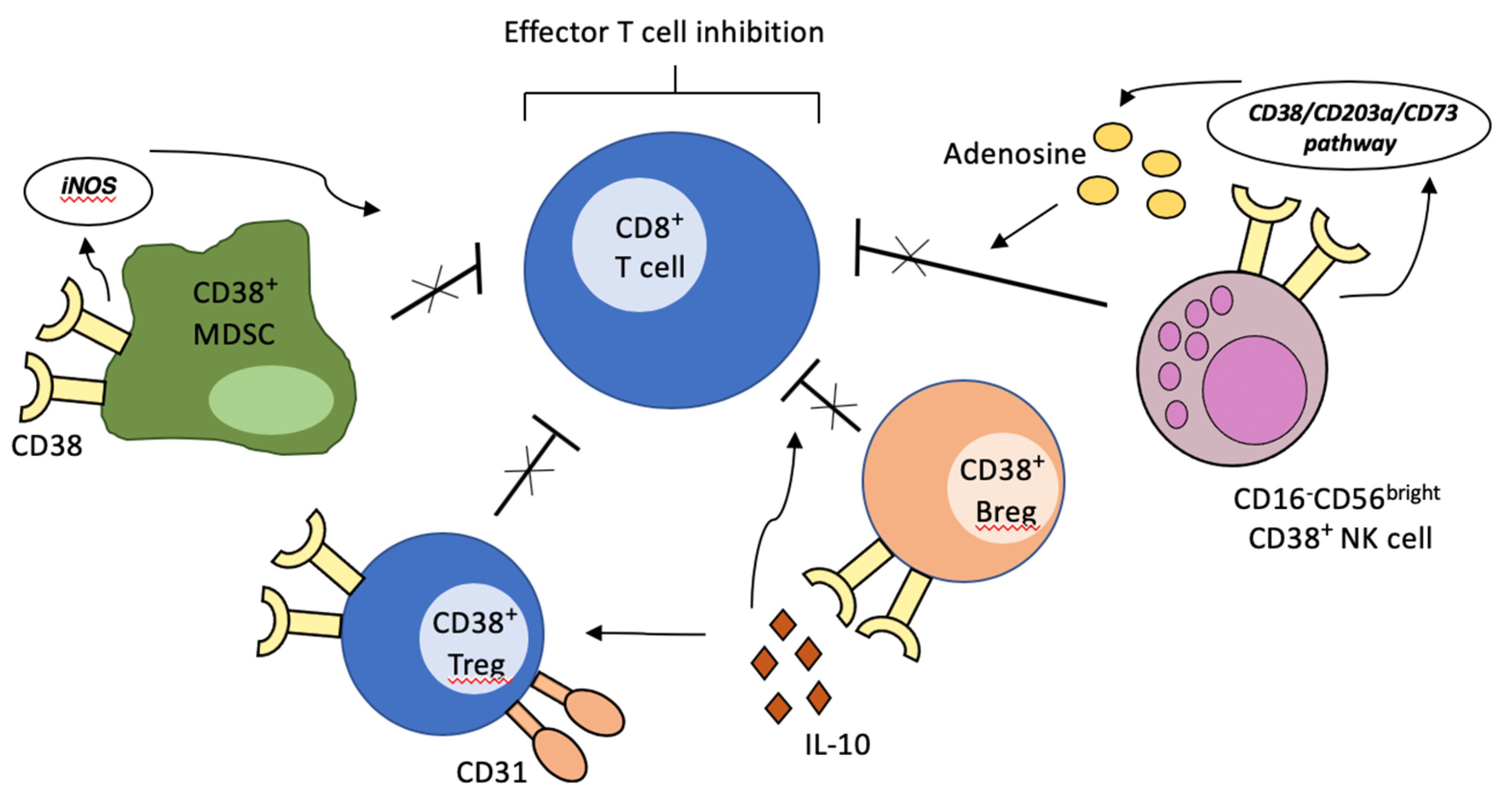 Cells Free Full Text The Many Facets Of Cd38 In Lymphoma From