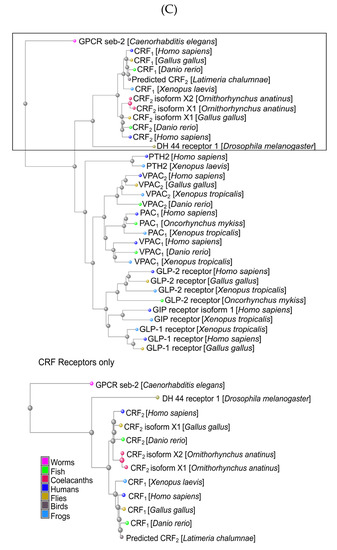 Corticotropin-Releasing Factor Family: A Stress Hormone-Receptor System ...