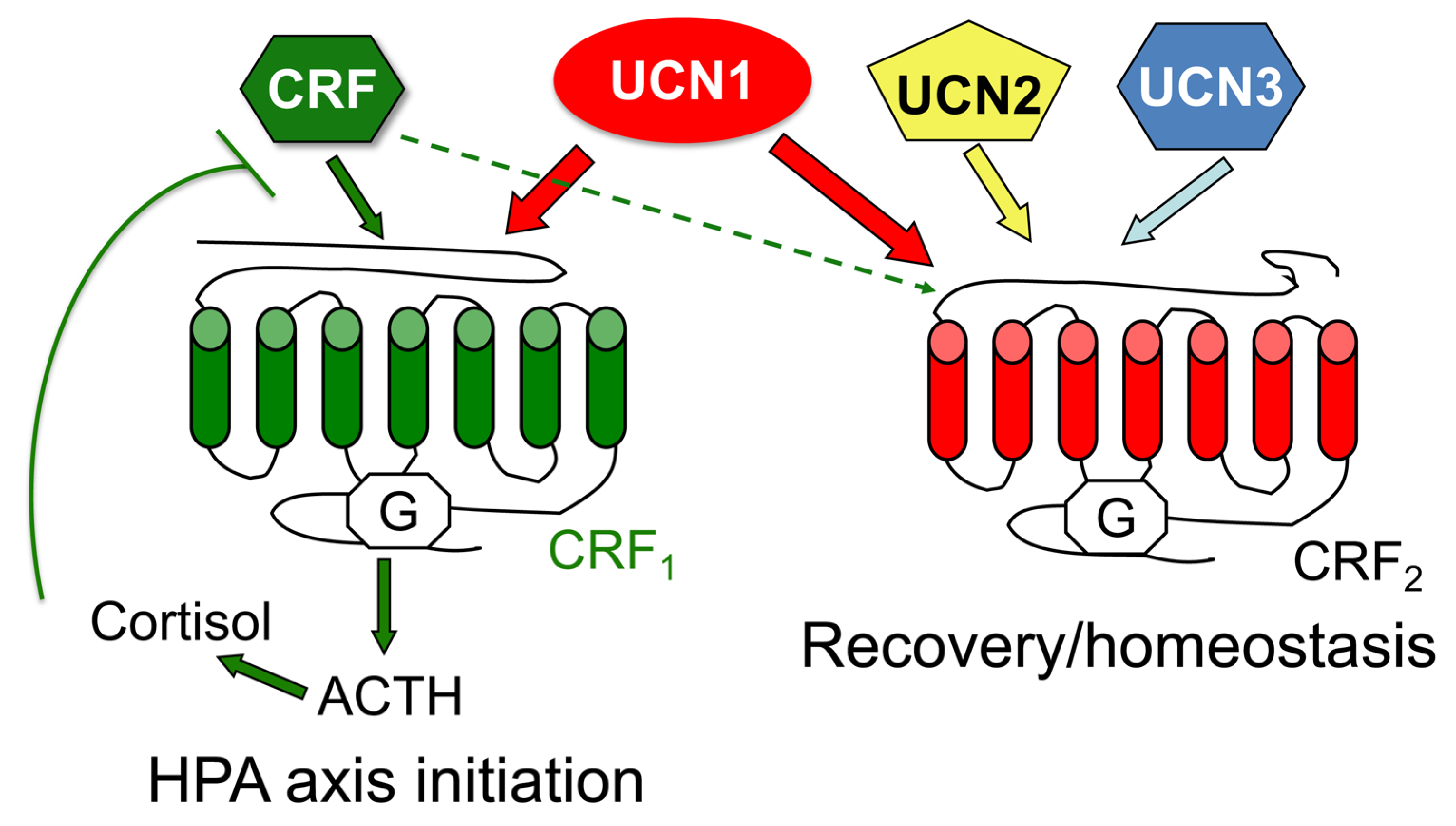 Corticotropin-Releasing Factor Family: A Stress Hormone-Receptor System’s Emerging Role in ...