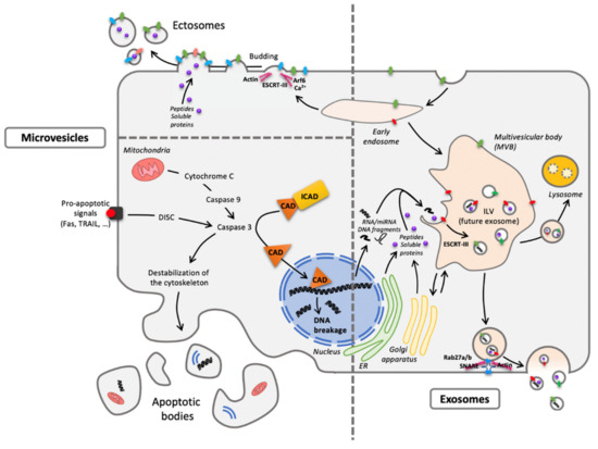 Targeting and Crossing the Blood-Brain Barrier with Extracellular Vesicles