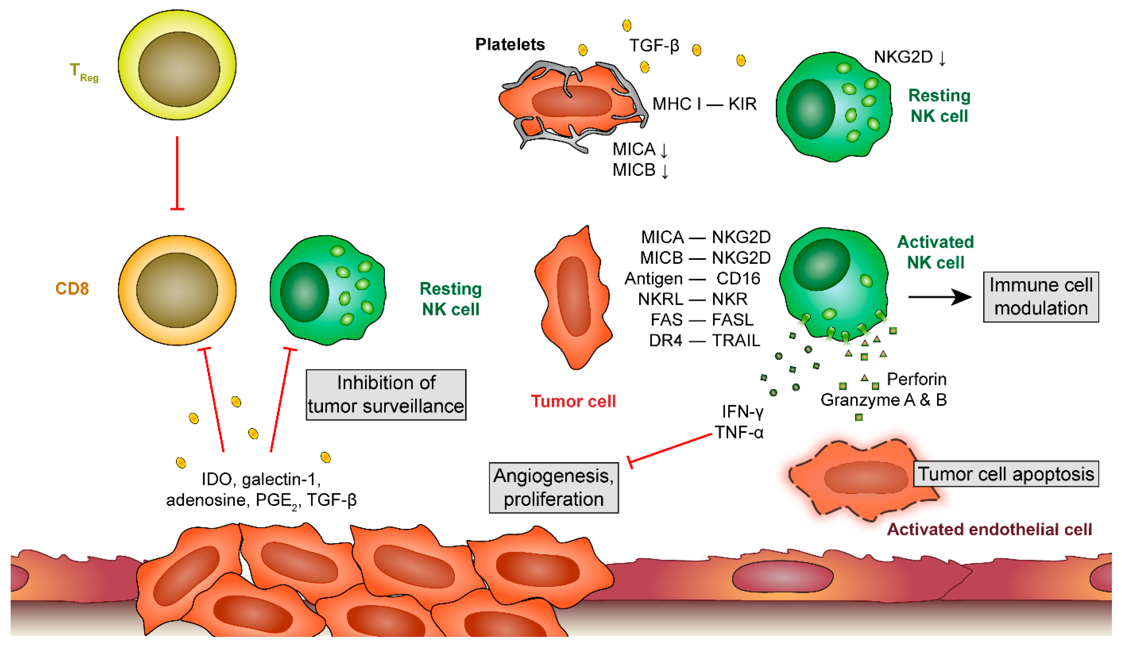Platelet-Leukocyte Interplay in Cancer Development and Progression
