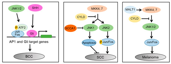 The JNK Signaling Pathway in Inflammatory Skin Disorders and Cancer
