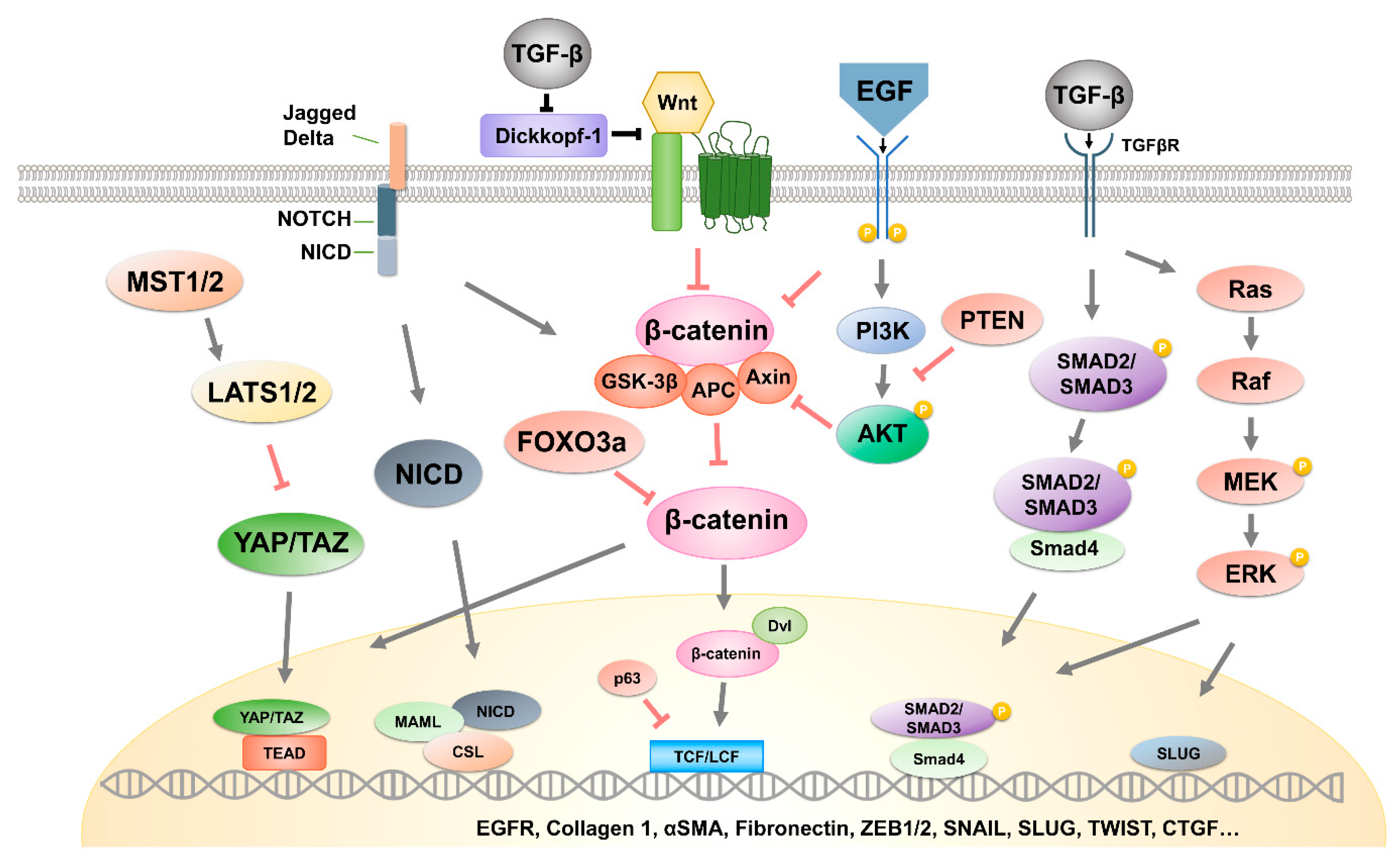 Cells | Free Full-Text | The Emerging Roles of Exosomes as EMT ...