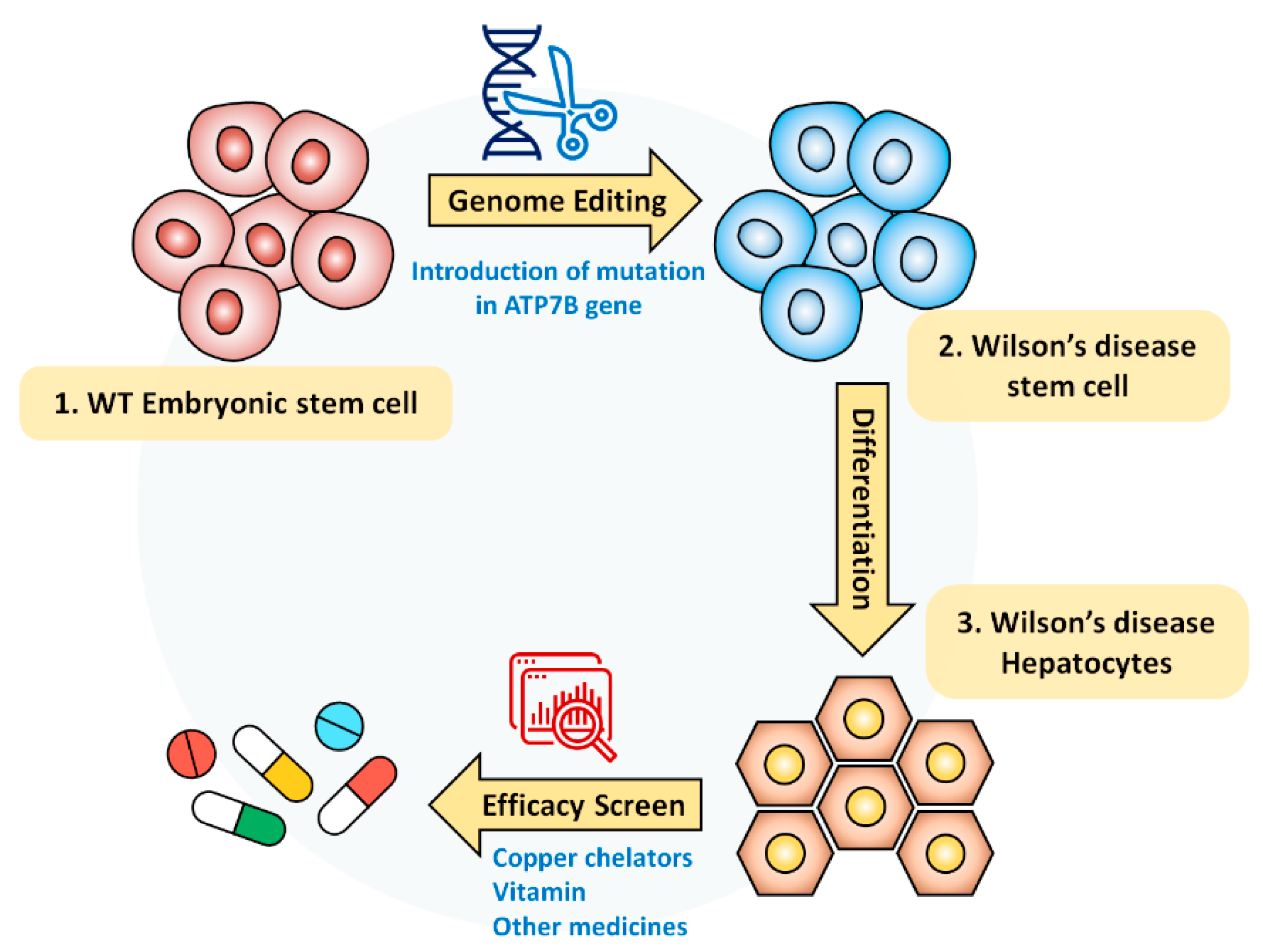 Human Embryonic Stem Cell-Derived Wilson’s Disease Model for Screening ...