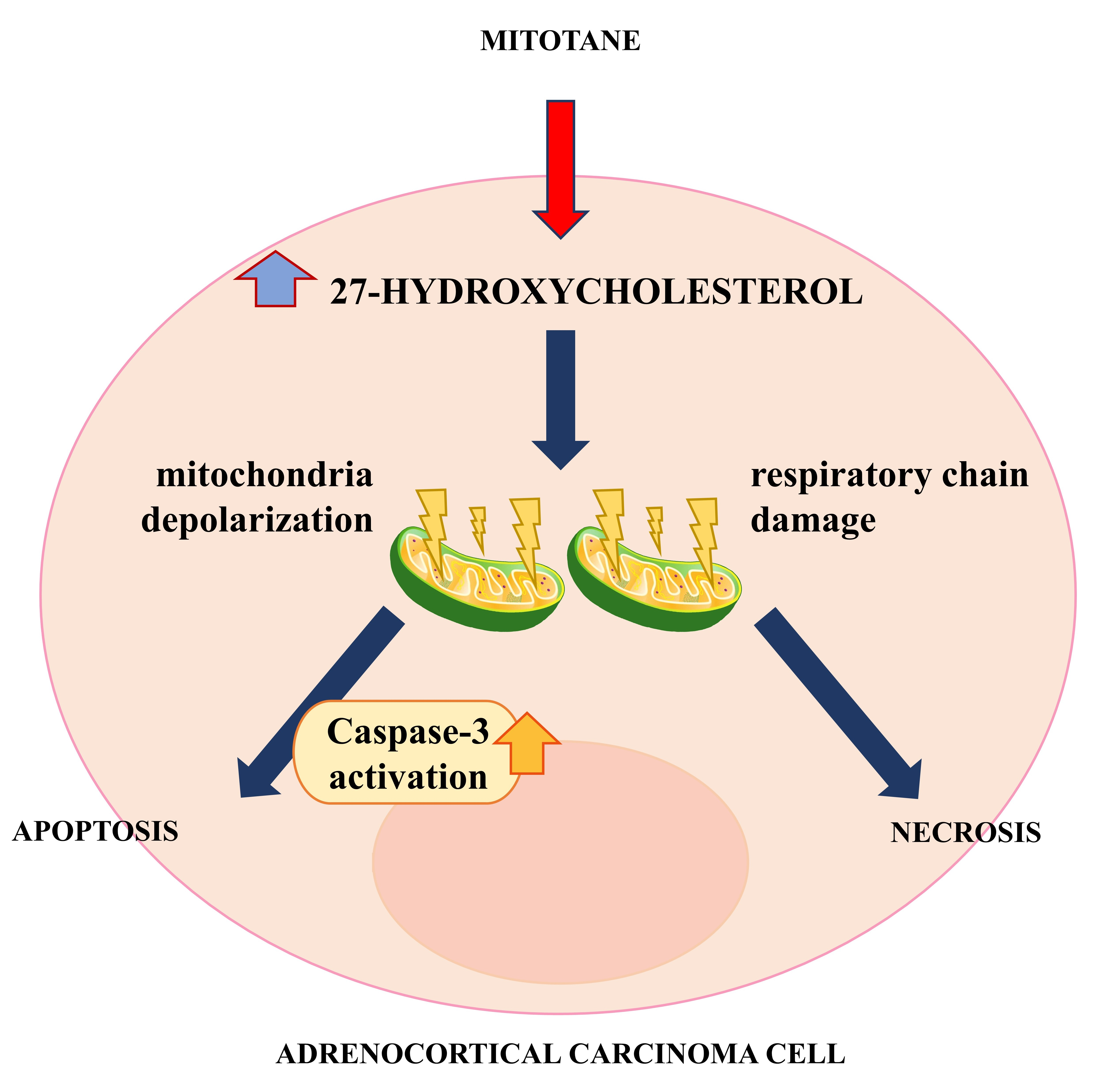 Cells | Free Full-Text | Involvement of 27-Hydroxycholesterol in ...