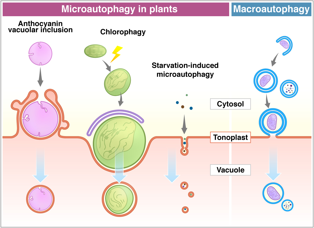 Cells | Free Full-Text | Microautophagy in Plants: Consideration of Its ...