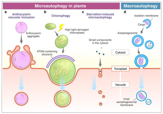 Cells | Free Full-Text | Microautophagy in Plants: Consideration of Its ...