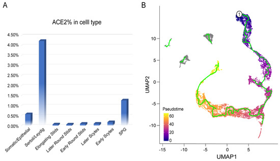 scRNA-seq Profiling of Human Testes Reveals the Presence of the ACE2 ...