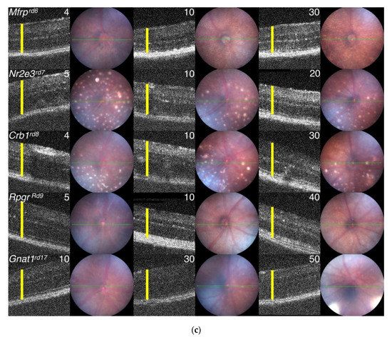 Mouse Models of Inherited Retinal Degeneration with Photoreceptor Cell Loss