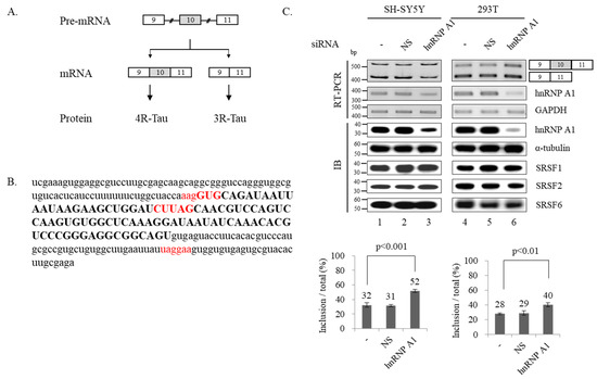 hnRNP A1 Regulates Alternative Splicing of Tau Exon 10 by Targeting 3 ...
