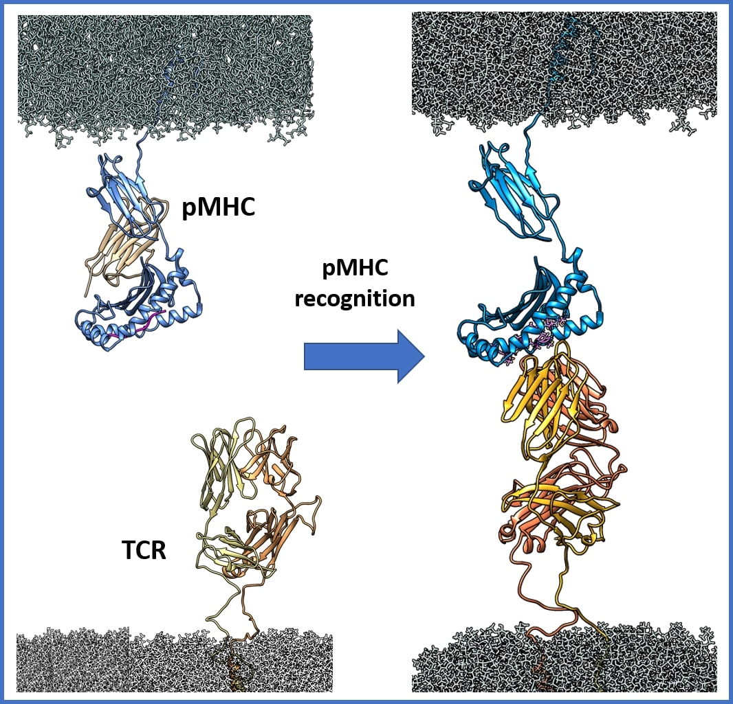 Cells | Free Full-Text | Molecular Dynamics Simulations Reveal ...
