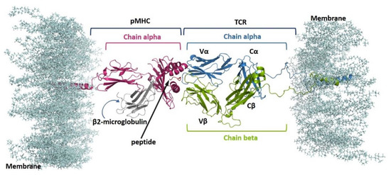Molecular Dynamics Simulations Reveal Canonical Conformations in ...