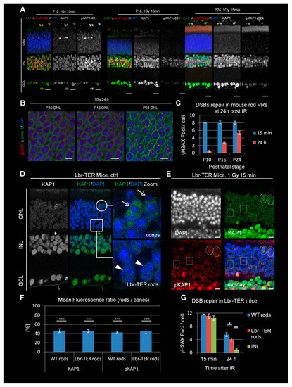 Differences in the Response to DNA Double-Strand Breaks between Rod ...