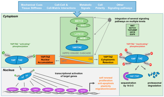 The YAP/TAZ Pathway in Osteogenesis and Bone Sarcoma Pathogenesis