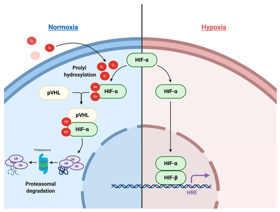 Hypoxia-Driven Immune Escape in the Tumor Microenvironment