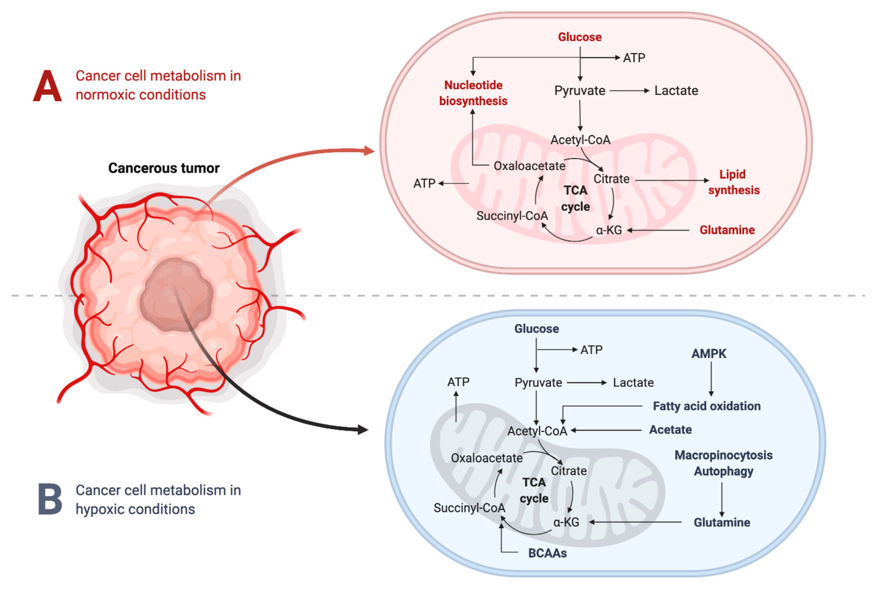 Cells Free Full Text Hypoxia Driven Immune Escape In The Tumor