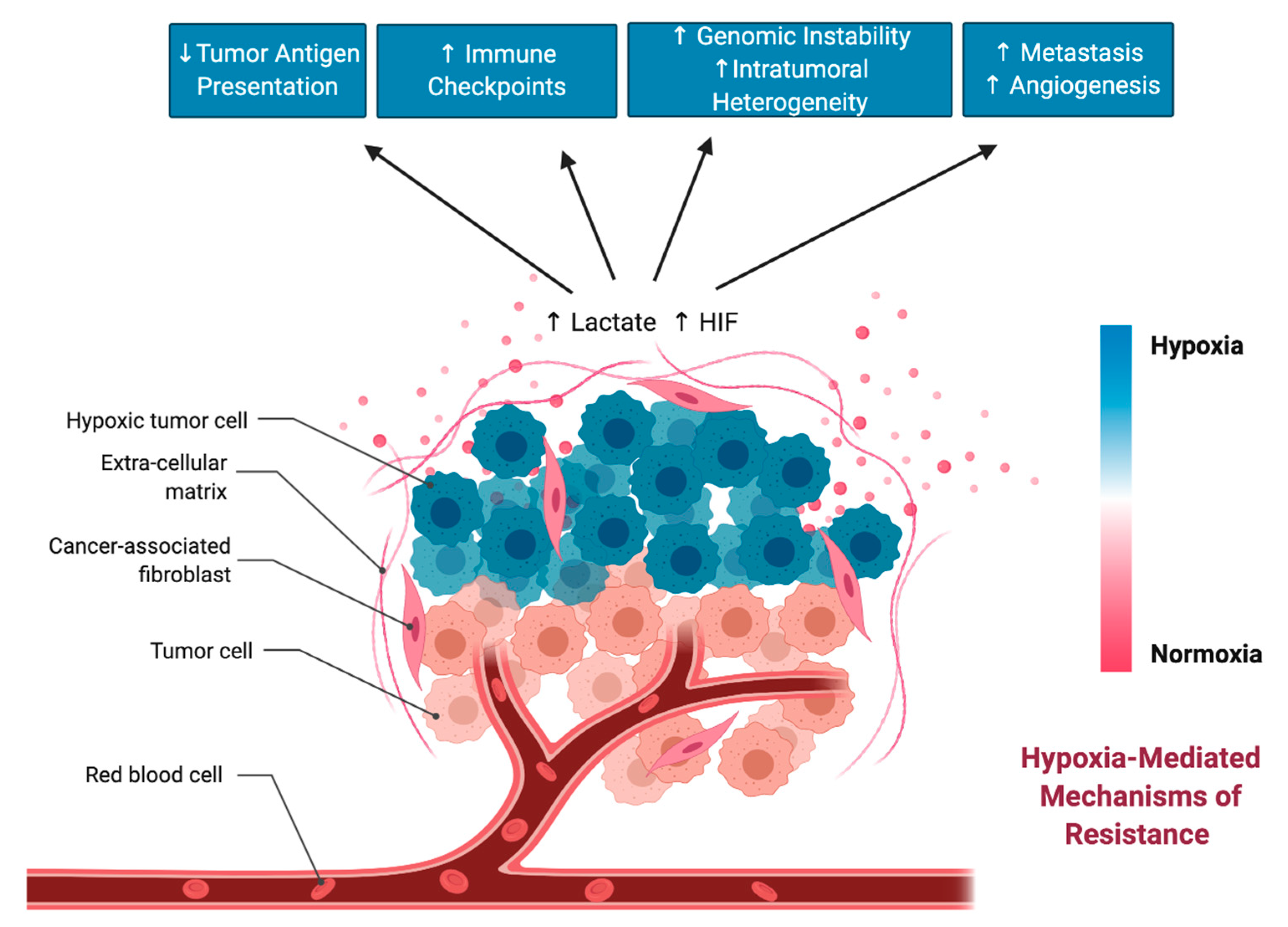Cells Free Full Text Hypoxia Driven Immune Escape In The Tumor