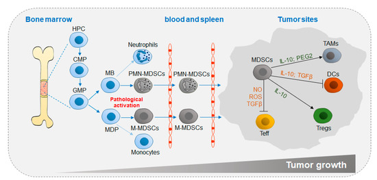 Metabolic Regulation of Myeloid-Derived Suppressor Cell Function in Cancer