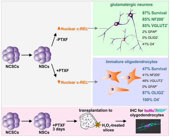 Cells | Special Issue : Neural Stem Cell Systems to Study Brain ...