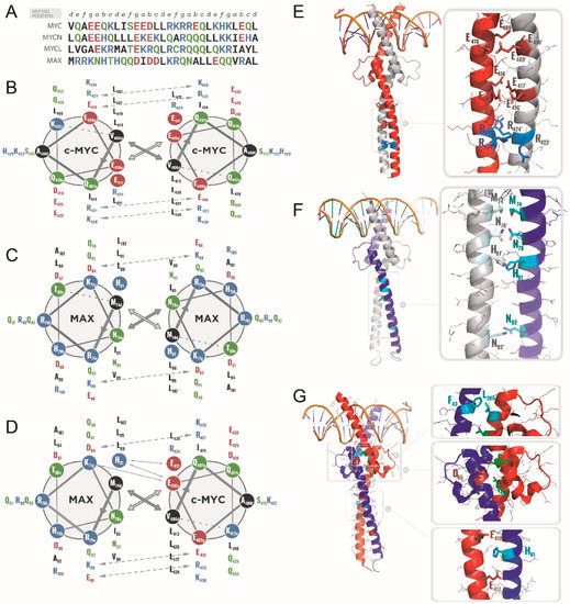 Structural and Biophysical Insights into the Function of the ...