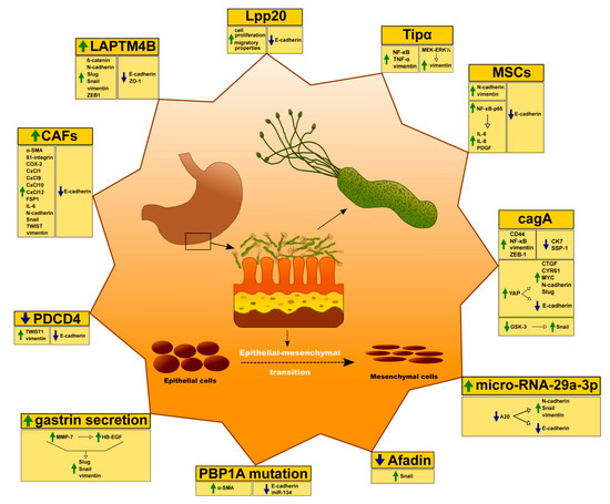 Mechanisms of the Epithelial–Mesenchymal Transition and Tumor ...