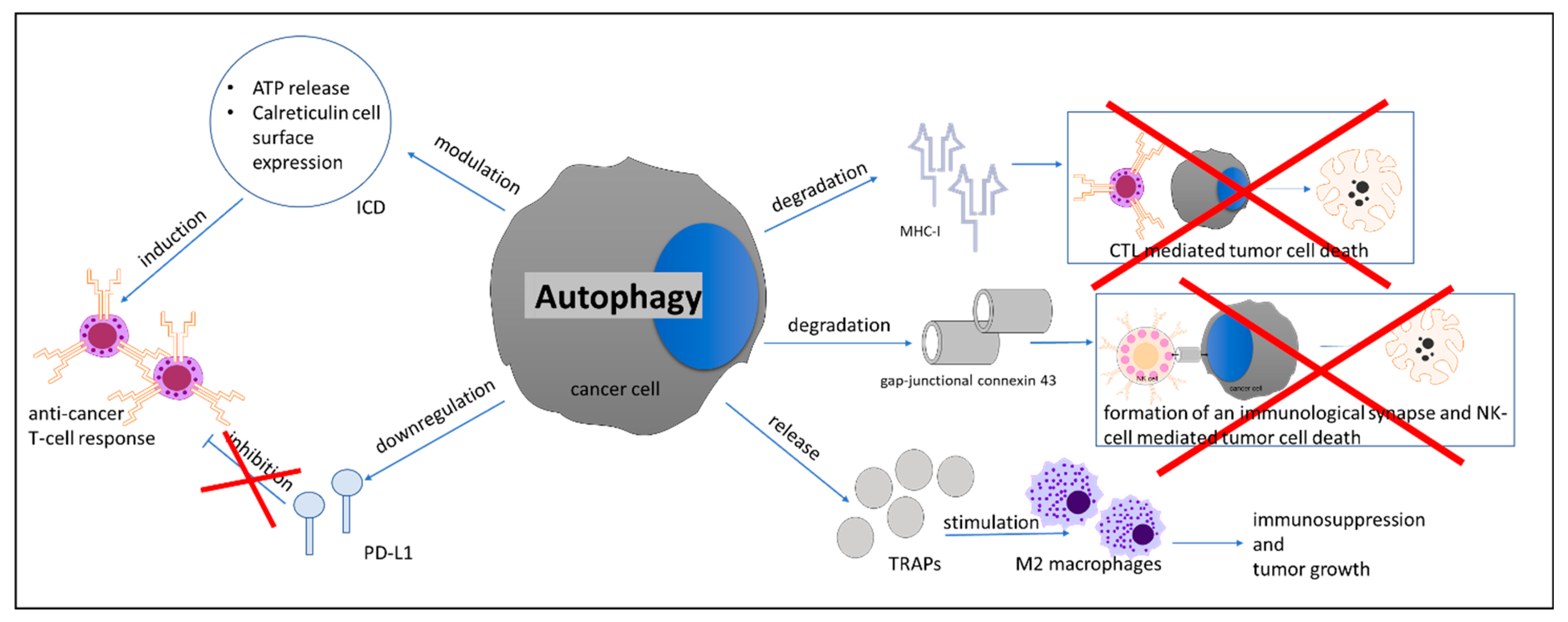 The Role of Autophagy in Pancreatic Cancer: From Bench to the Dark Bedside