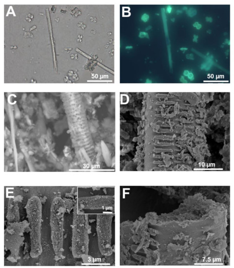 Visualising Silicon in Plants: Histochemistry, Silica Sculptures and ...