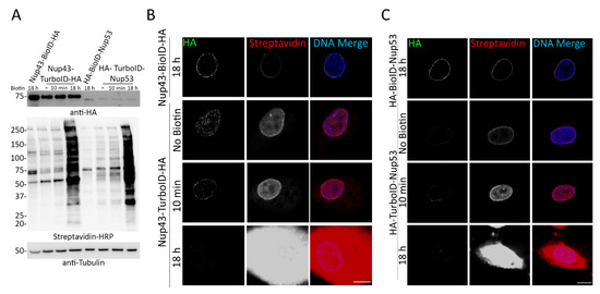 Comparative Application of BioID and TurboID for Protein-Proximity ...