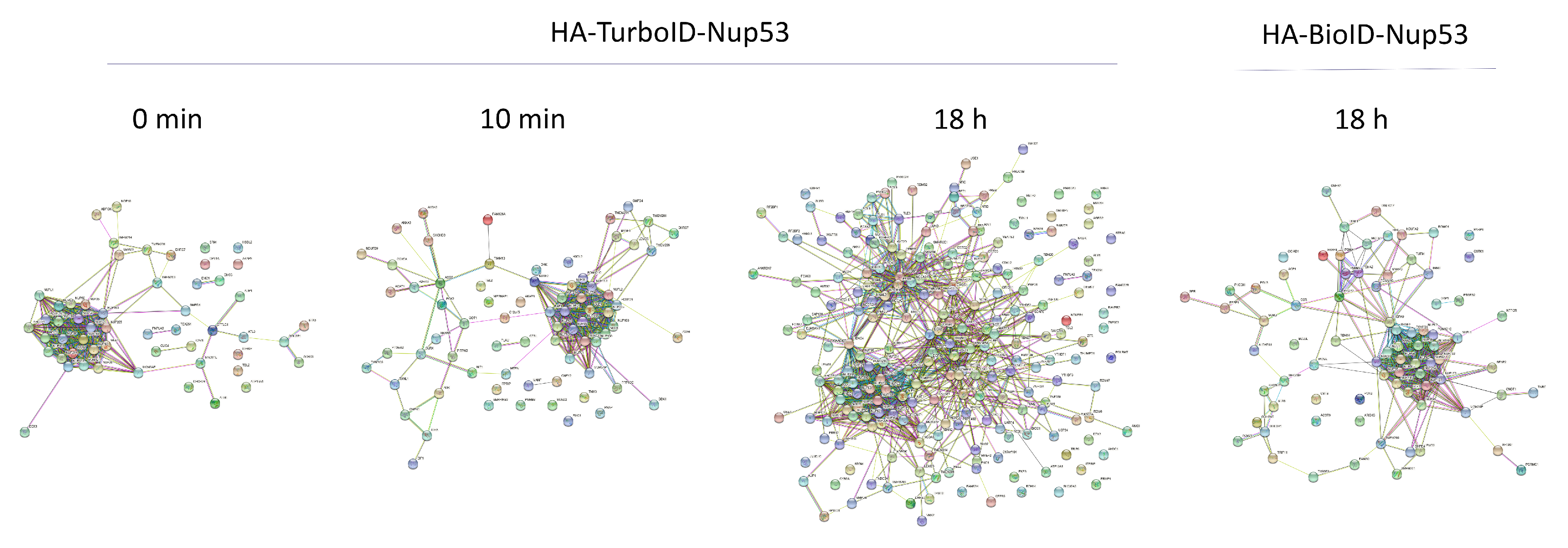 Comparative Application of BioID and TurboID for Protein-Proximity ...