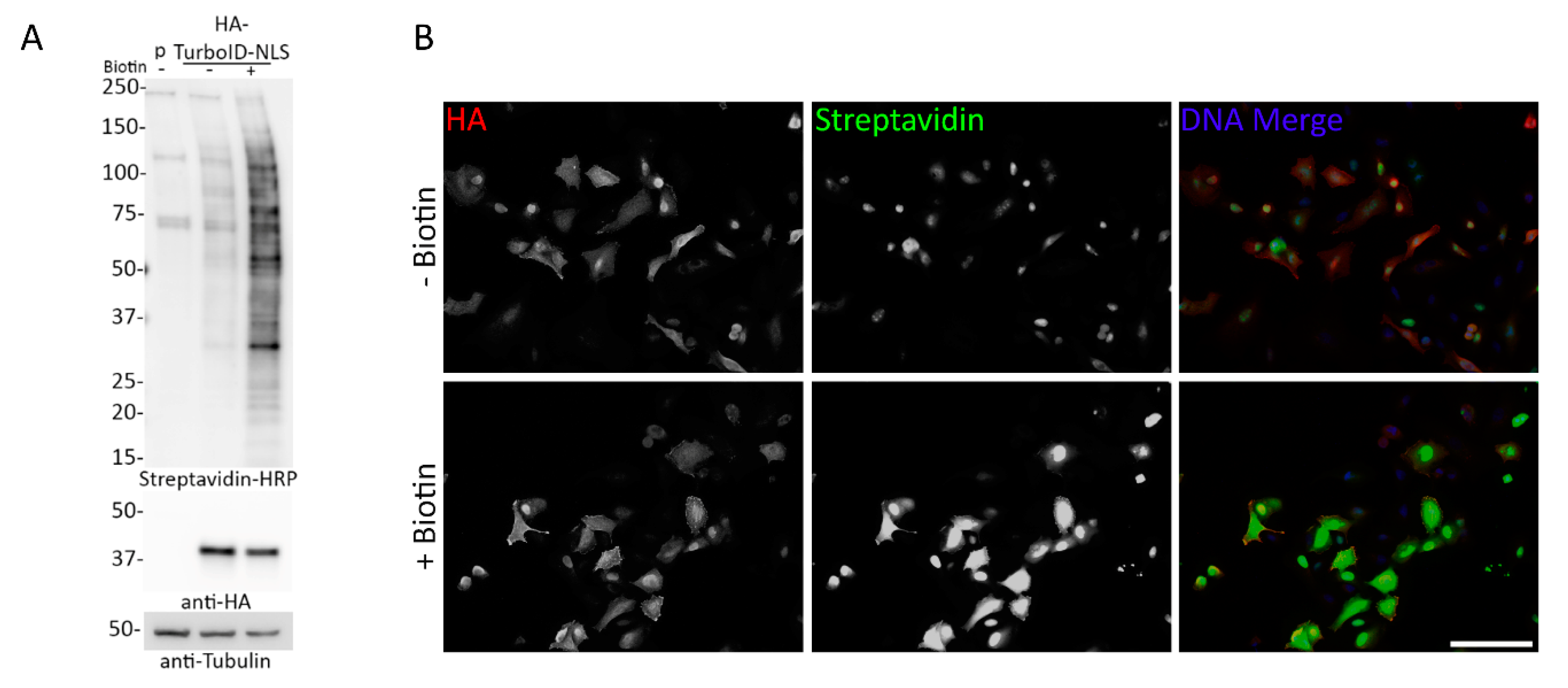 Comparative Application of BioID and TurboID for Protein-Proximity ...