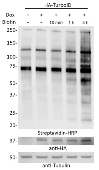 Comparative Application of BioID and TurboID for Protein-Proximity ...
