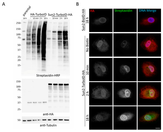 Comparative Application of BioID and TurboID for Protein-Proximity ...