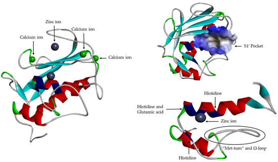 Structure and Function of Human Matrix Metalloproteinases