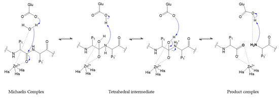 Structure and Function of Human Matrix Metalloproteinases