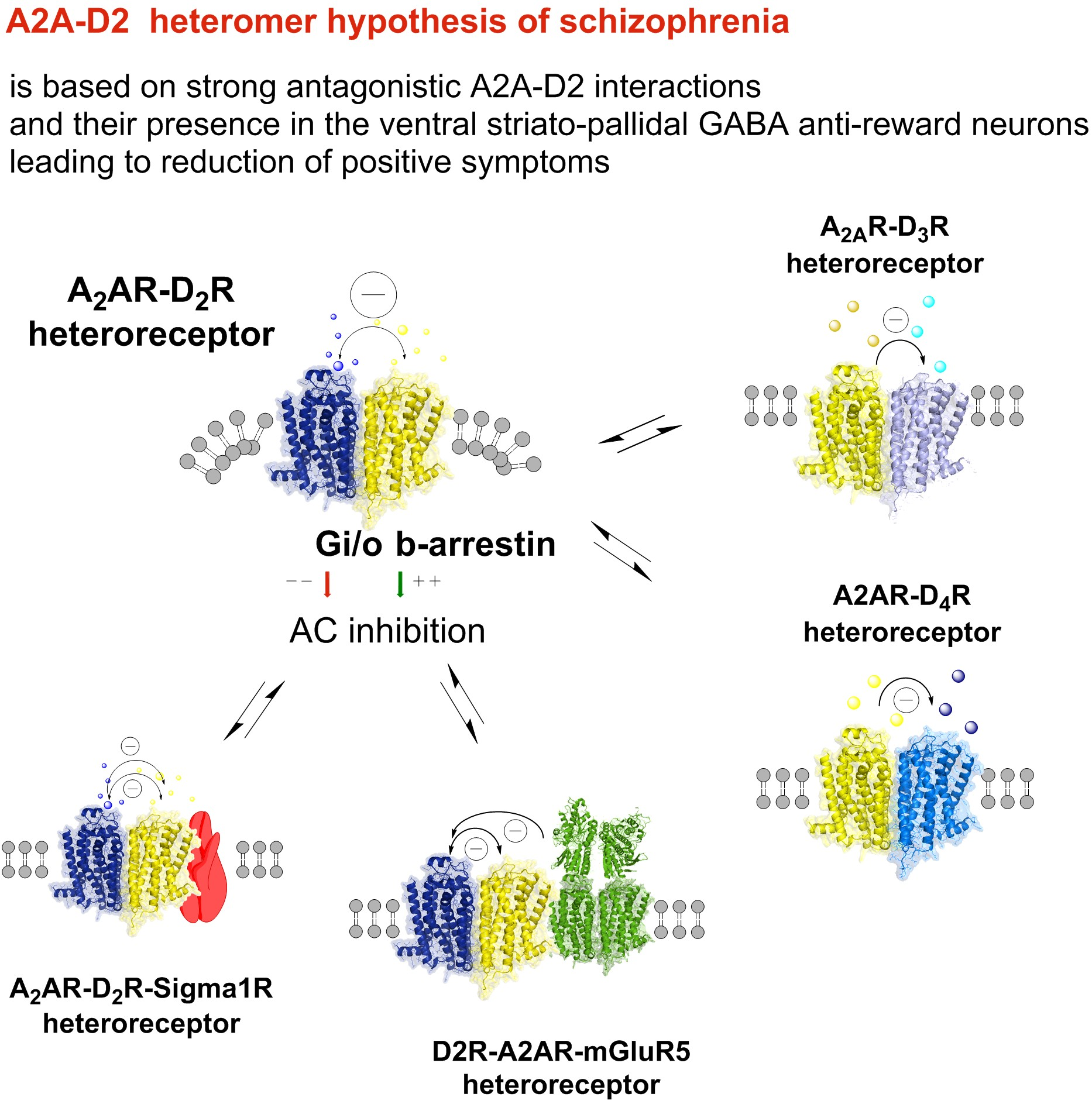 Cells | Free Full-Text | Multiple Adenosine-Dopamine (A2A-D2 Like ...