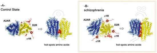 Multiple Adenosine-Dopamine (A2A-D2 Like) Heteroreceptor Complexes in ...