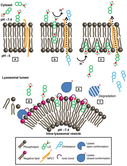 The Lysosomotropic Activity of Hydrophobic Weak Base Drugs is Mediated ...