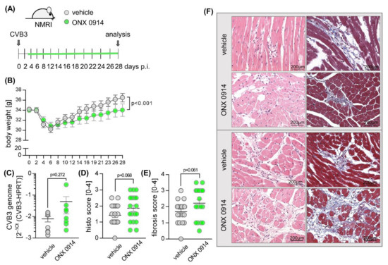 ONX 0914 Lacks Selectivity for the Cardiac Immunoproteasome in ...