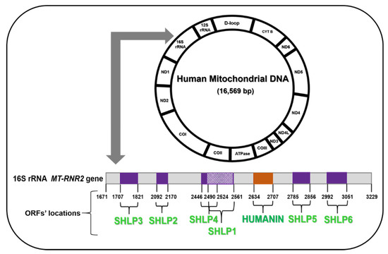 Effects of Mitochondrial-Derived Peptides (MDPs) on Mitochondrial and ...