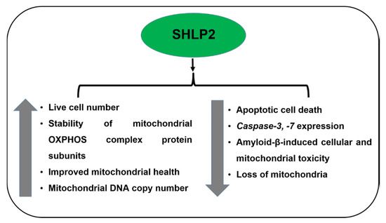 Effects of Mitochondrial-Derived Peptides (MDPs) on Mitochondrial and ...