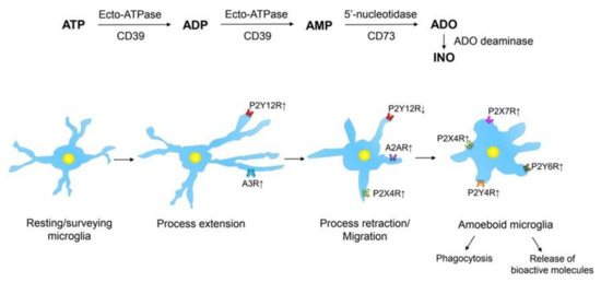 Regulation of Microglial Functions by Purinergic Mechanisms in the ...
