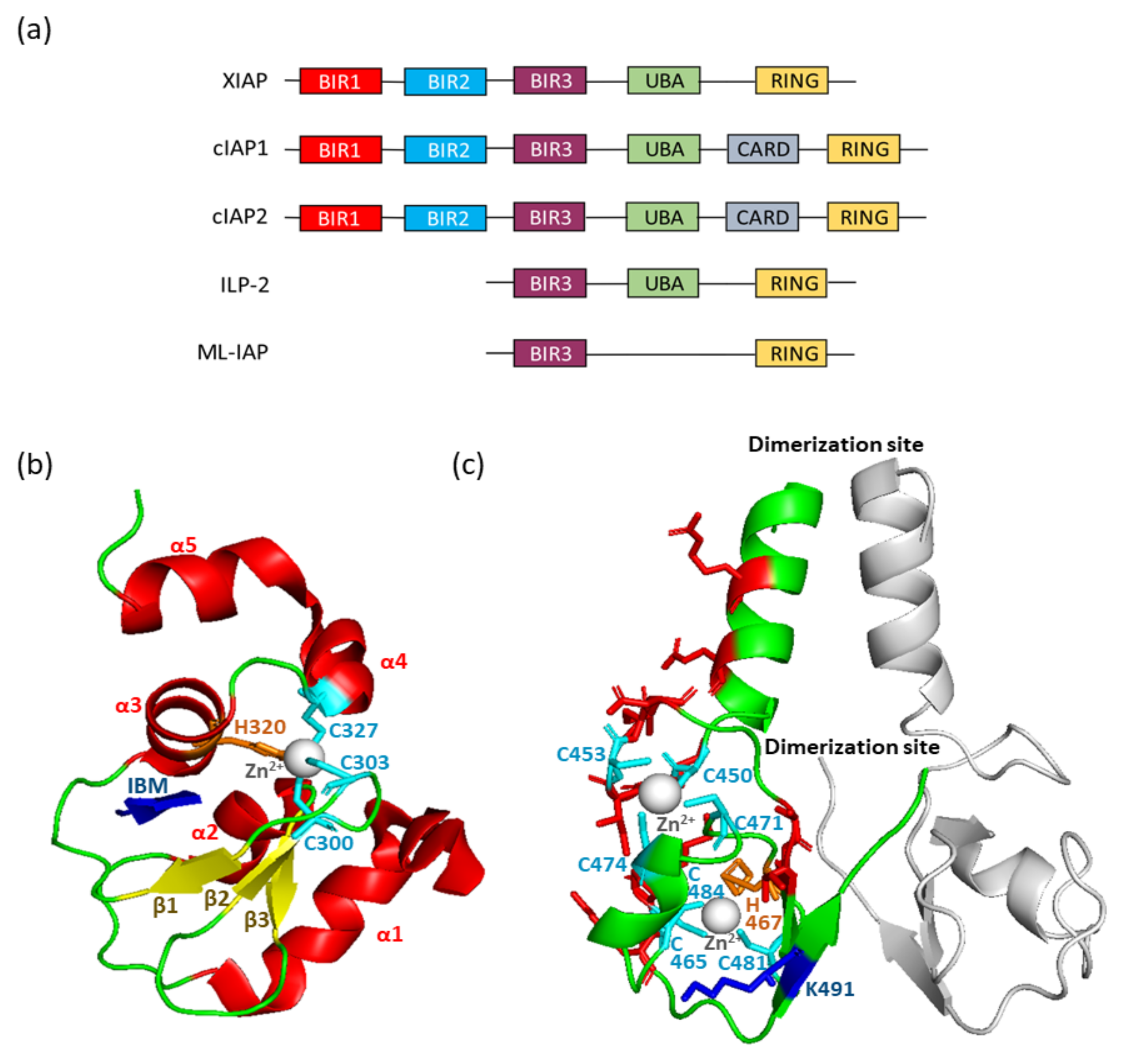 IAP-Mediated Protein Ubiquitination in Regulating Cell Signaling