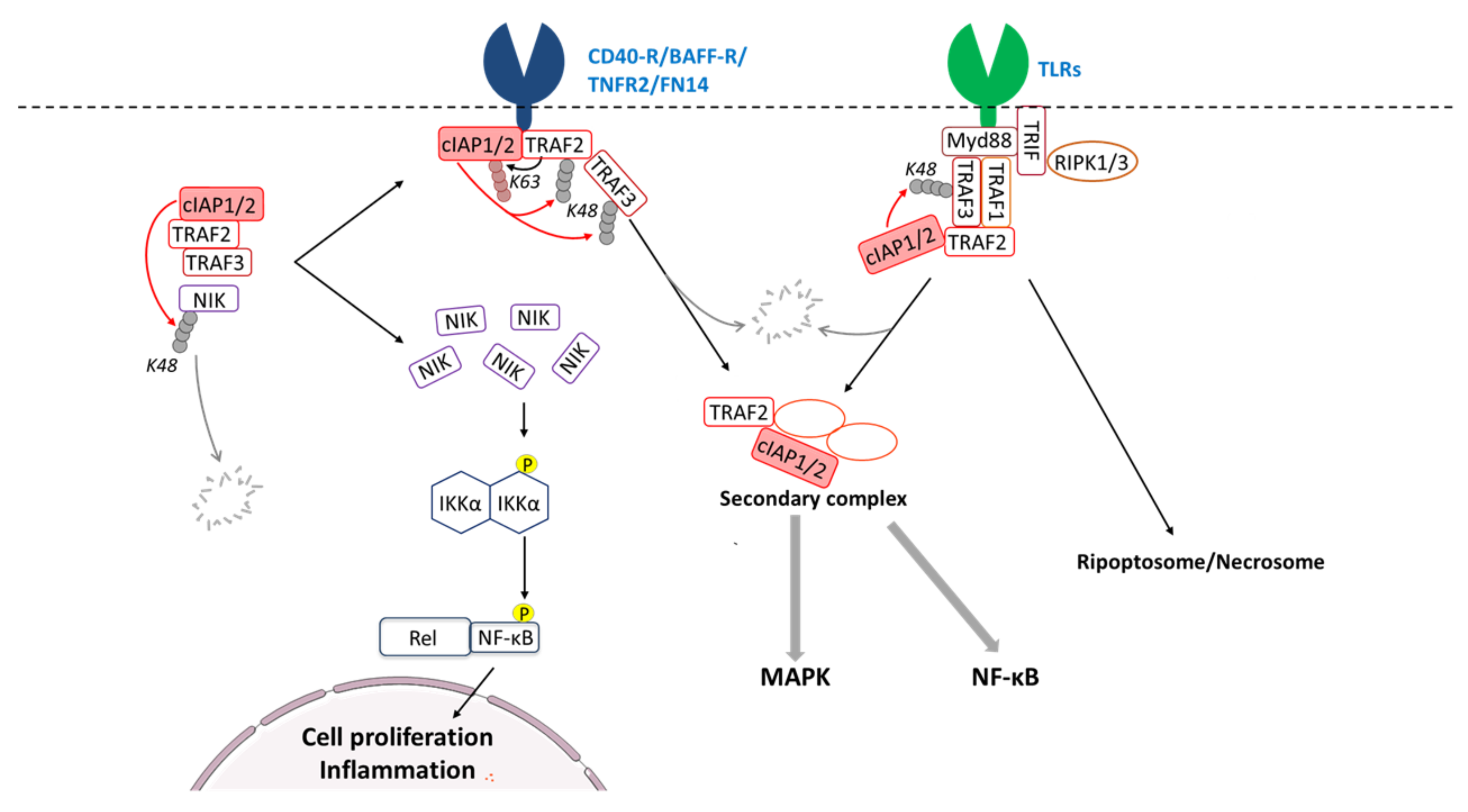 IAP-Mediated Protein Ubiquitination in Regulating Cell Signaling