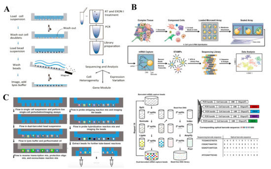Single-Cell RNA Sequencing and Its Combination with Protein and DNA ...