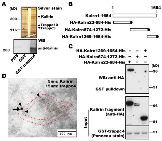 Kalirin Interacts with TRAPP and Regulates Rab11 and Endosomal Recycling