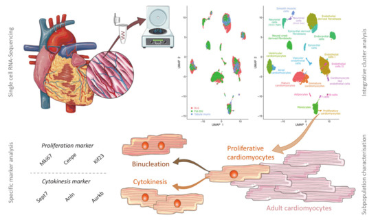 Cells | Free Full-Text | Integrative Cluster Analysis of Whole Hearts ...